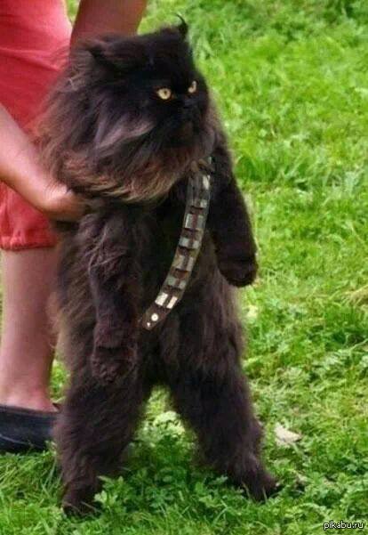 Mewbacca | Пикабу